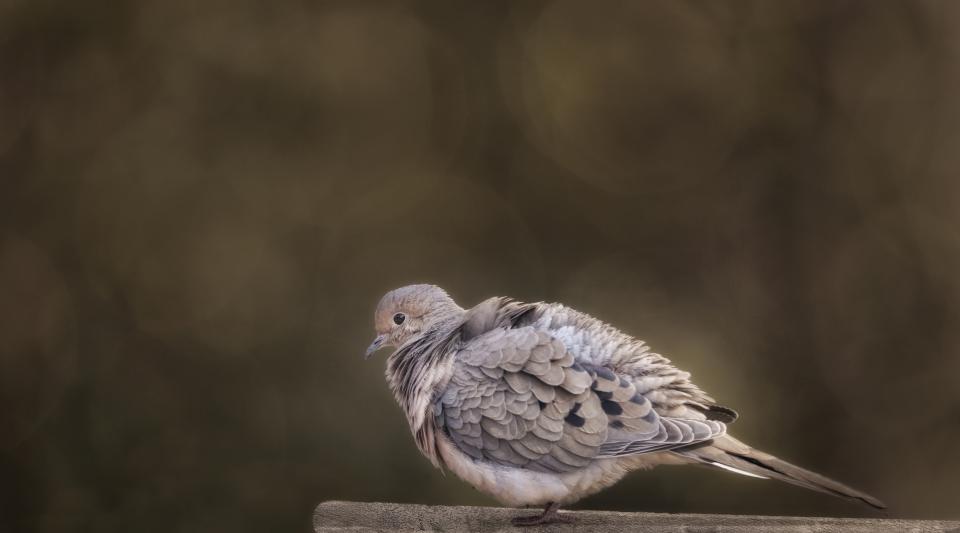 Morning Dove | Shutterbug